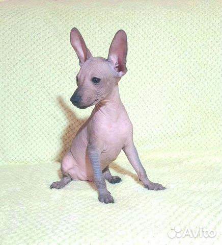 Ксолоитцкуинтли/щенки