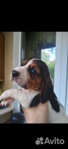 Щенки бассет хаунд