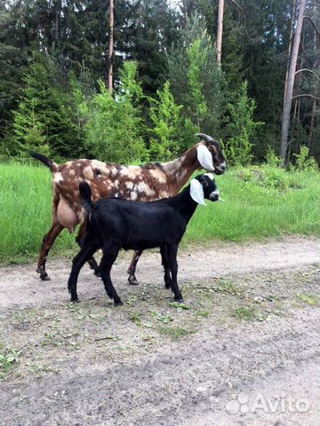 Коза нубийская