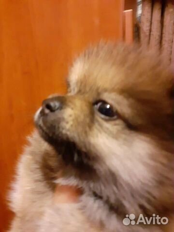 Померанский шпиц мини