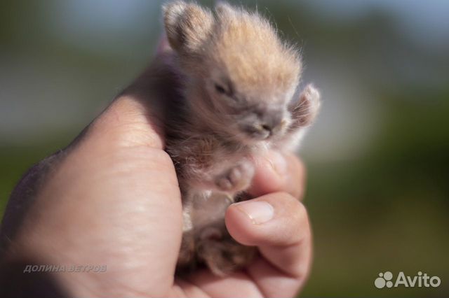 Декоративный кролик супер-мини