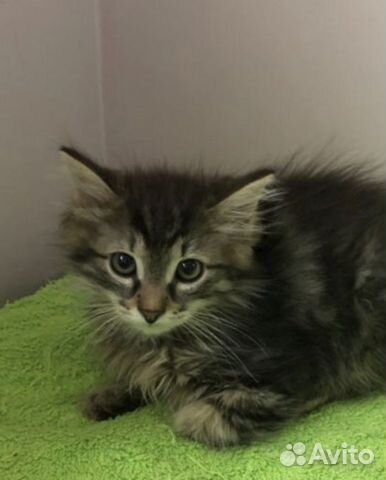 Шикарные котята а-ля сибирячки 2,5 месяца в дар