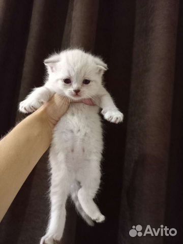 Шотландские вислоухие котята