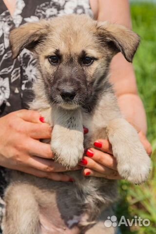 Щенок Ричард