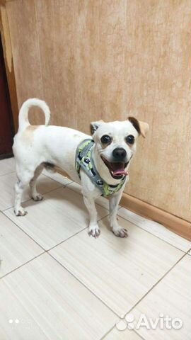 Маленькая собачка в добрые руки