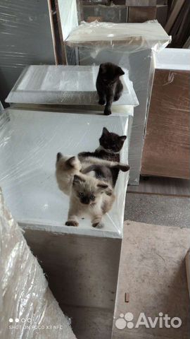 Котята в добрые руки даром
