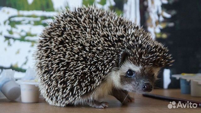 Африканский карликовый ёж