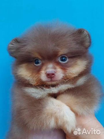 Сладкие Девочки померанский шпиц