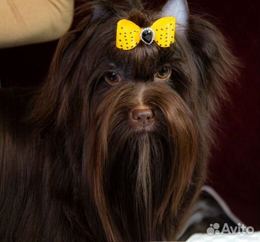 Шоколадный йорк вязка