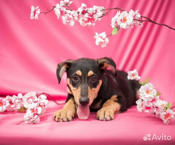 Черри ищет дом Щенок в добрые руки