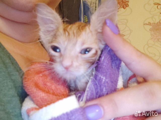 Кошка в дар