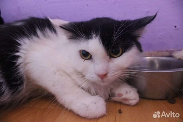 Красавица Пушинка в добрый дом