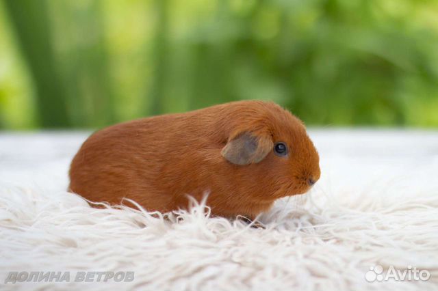 Морская свинка английский селф