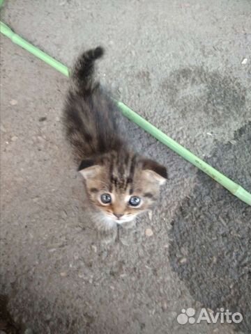 Котята