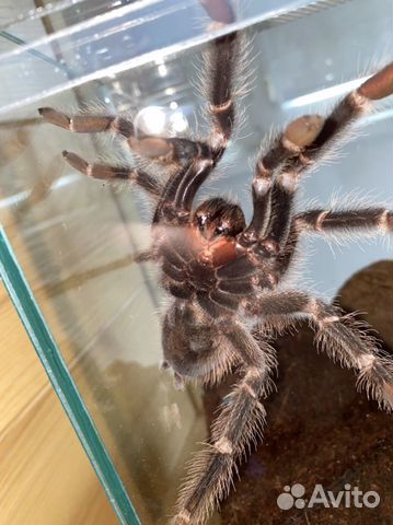 Самка lasiodora parahybana