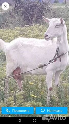 Зааненская коза