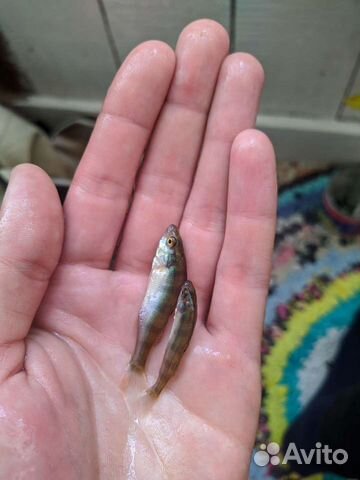 Малек северного окуня