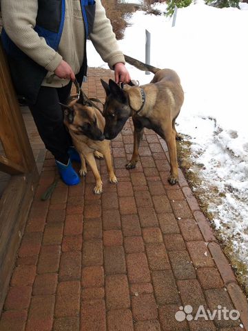 Продаю щенков бельгийской овчарки малинуа