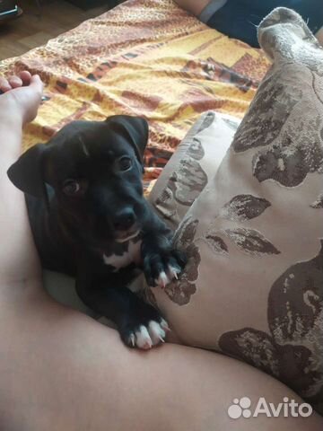 Стаффордширский терьер щенок