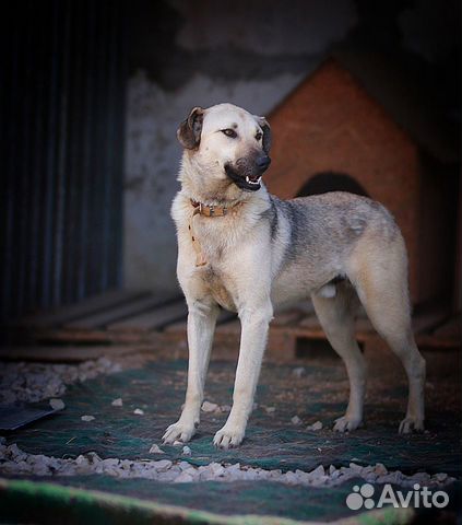 Мальчик Реми в добрые руки