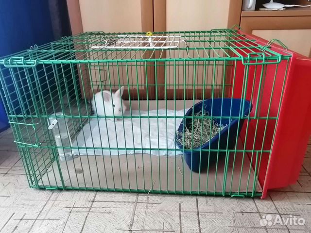 Клетка и декоративный кролик