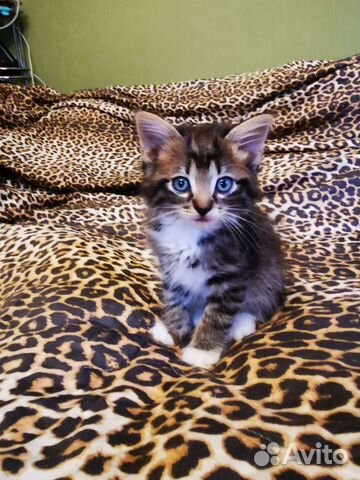 Котята