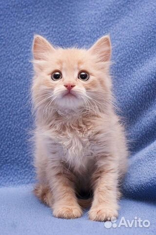 Милый рыжий котик ищет дом