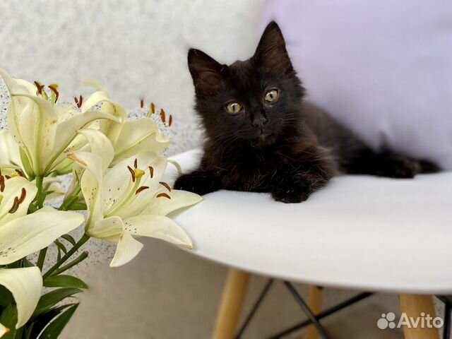 Котята