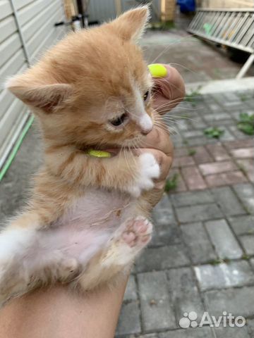 Кошка