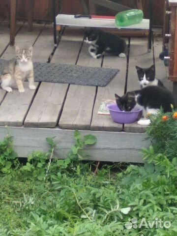 Котята ждут своего хозяина :3