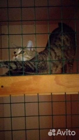 Мусенька ласковая брошенная хозяином кошка