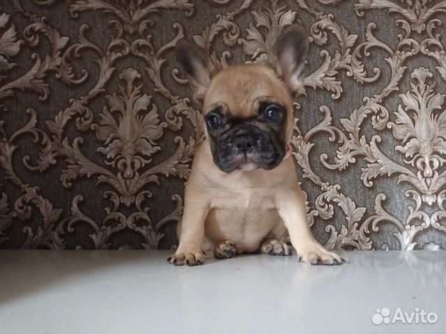 Французский бульдог щенки РКФ