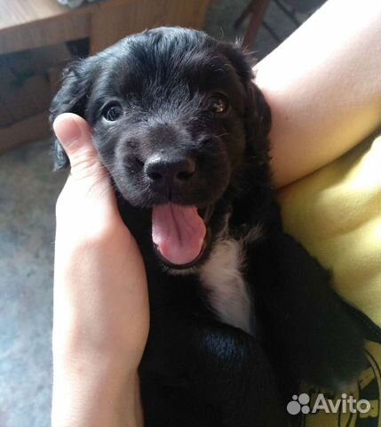 Щенок русского спаниеля