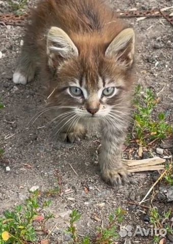 Котята- красавцы в добрые руки