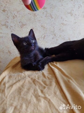 Котенок