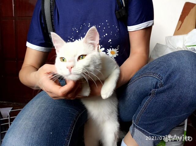 Белый котик-ласкуша. 11 мес. Привит, кастрирован