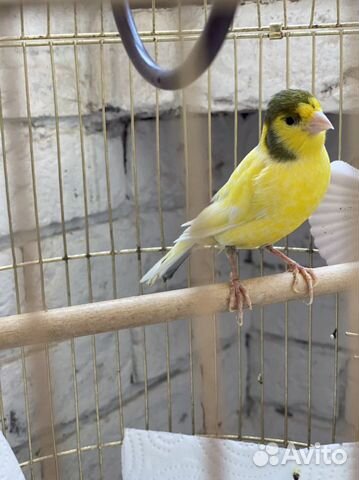 Кенар поющий