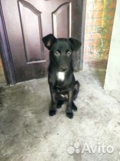 Озорной щенок Уголек готов стать Вашим Другом