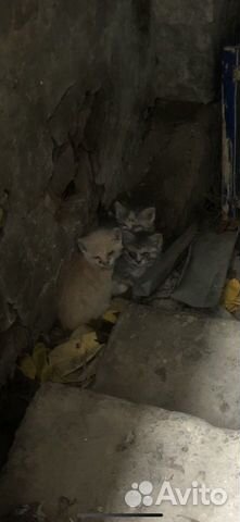 Прошу помощи котятам