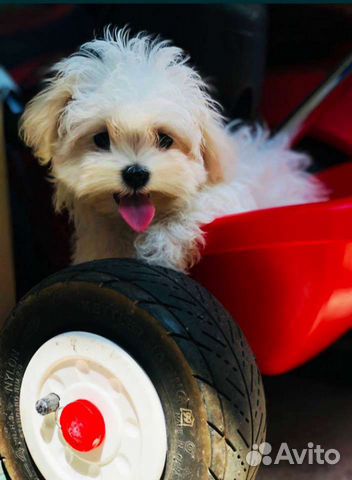 Мини мальтипу