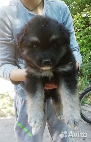 Веселые бутусики, малыши, 1,5 мес
