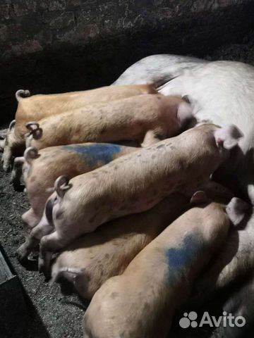 Пьетрен дюрок(кантор)