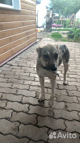 Собака в добрые руки