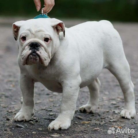 Английский бульдог