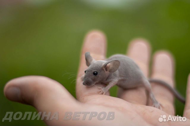 Бархатная мышка