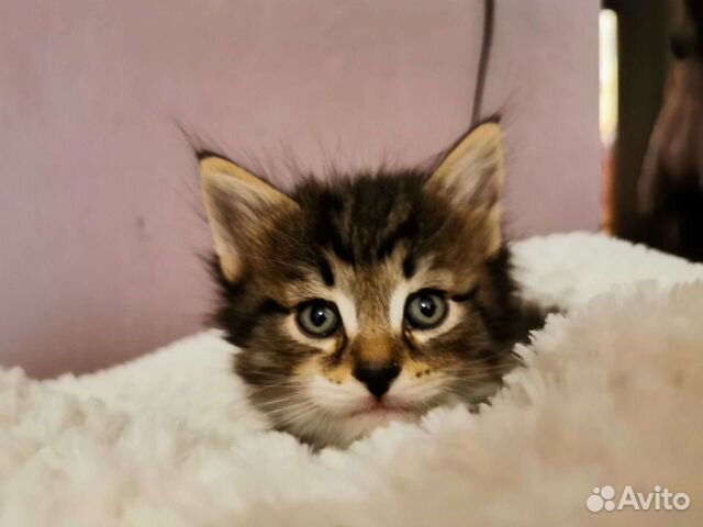 Котёнок
