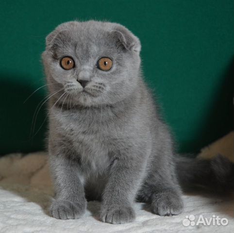 Голубой мальчик