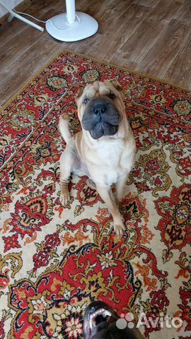 Собака в добрые руки щенок