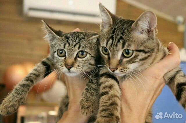 Котяшки в добрые руки