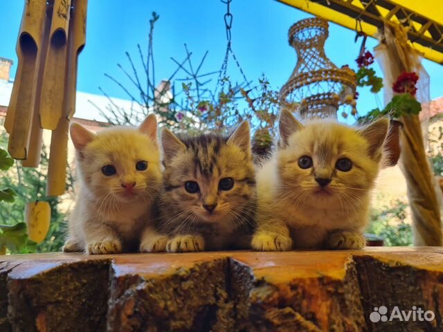 Котятки